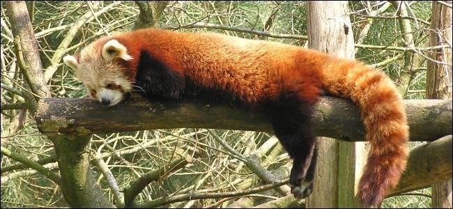 Here's Why Firefox is Still Years Behind Google Chrome