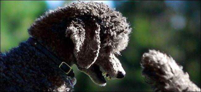 What is the POODLE Vulnerability and How Can You Protect Yourself?