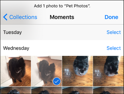 How to Create Shared and Collaborative Photo Albums on Your iPhone