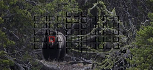 How to Get the Most from Autofocus With Your Camera