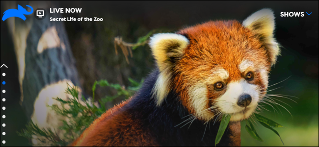 Where to Stream Animal Planet After You’ve Cut the Cord