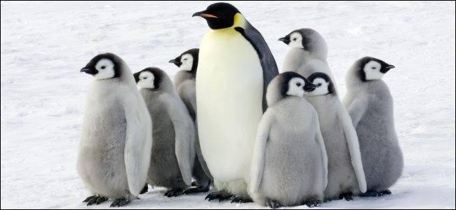 The Best Linux Distributions Without systemd