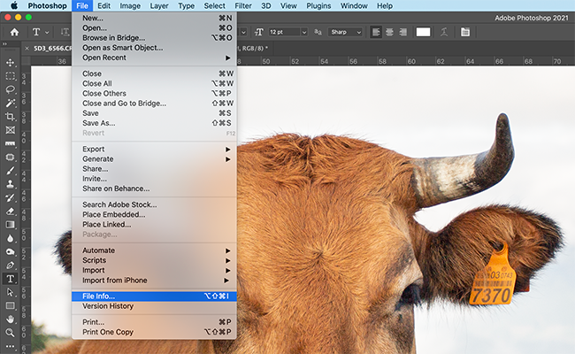 How to Add Metadata to a Photo in Photoshop