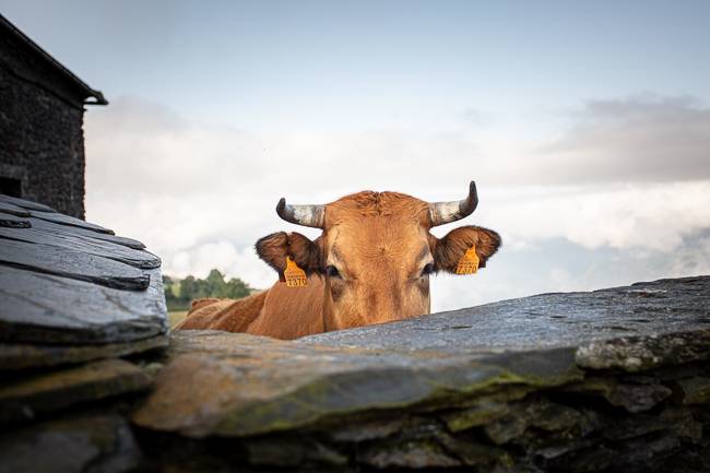 What Are Dodging and Burning in Photography?