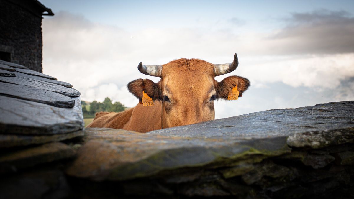 What Is a Vignette in Photography?