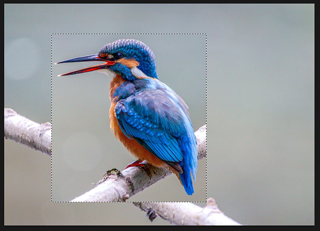 How to Flip an Image in Adobe Photoshop