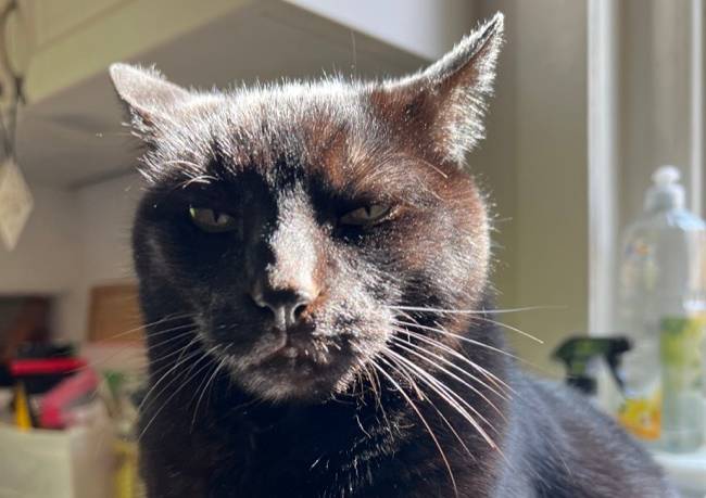 Should You Buy a Robot Vacuum Cleaner? 5 Things to Consider