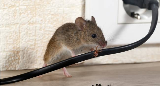 Why Is a Computer Mouse Called a Mouse?