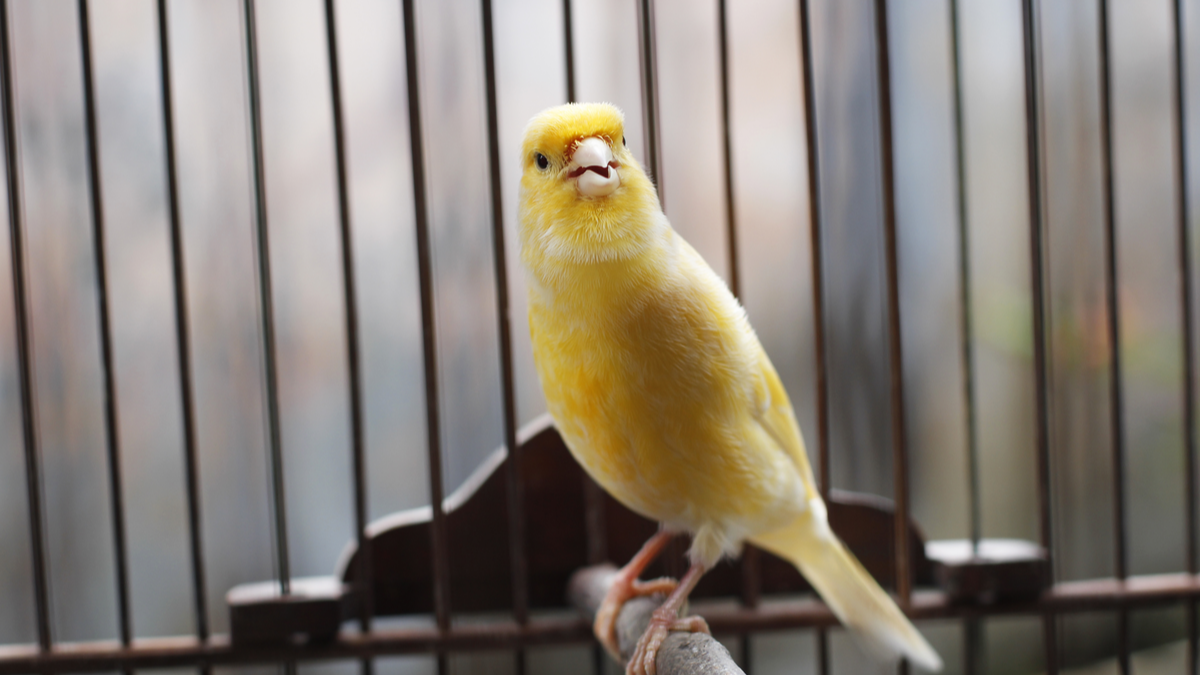 What Is a Warrant Canary, and Does It Really Work?