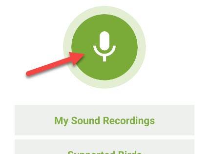 You Can Use Your Phone to Easily Identify Bird Calls