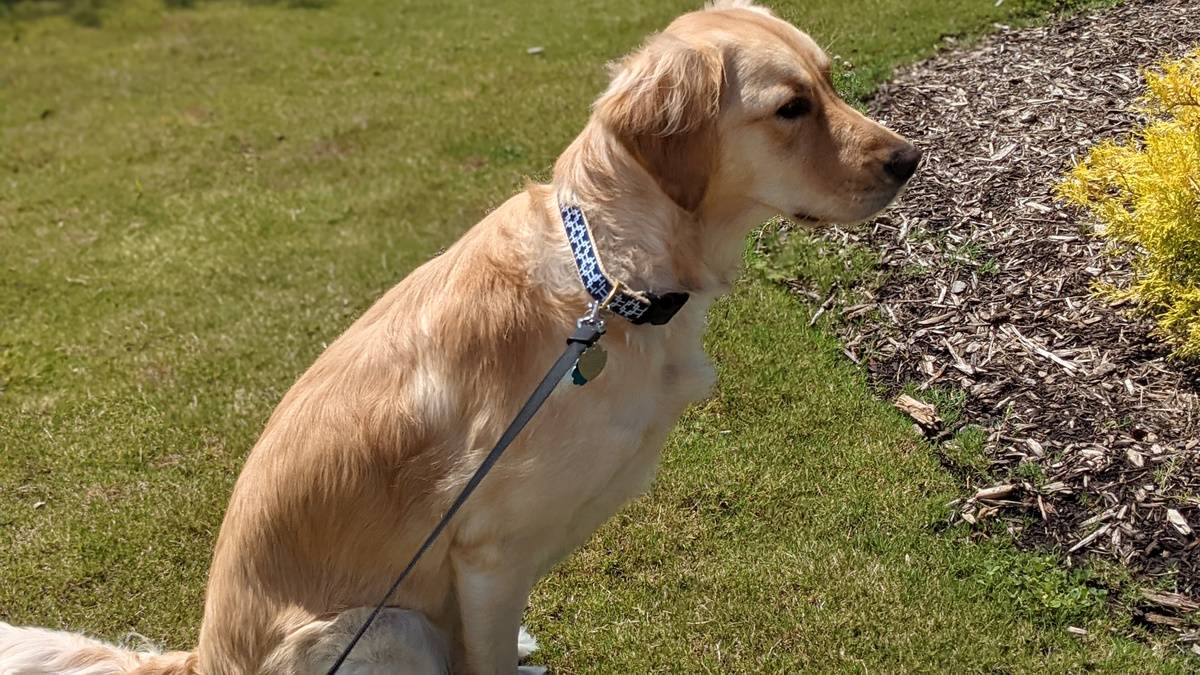 The Best GPS Dog Trackers of 2024