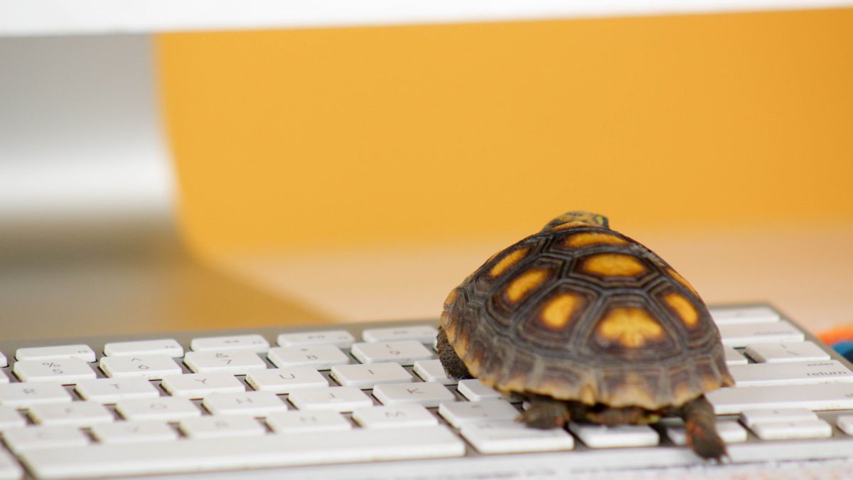 The best VPNs for Linux in 2025