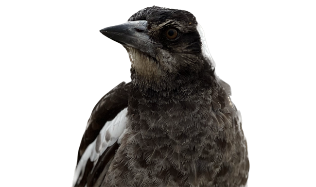 How to Isolate Subjects in Photos on iPhone or iPad