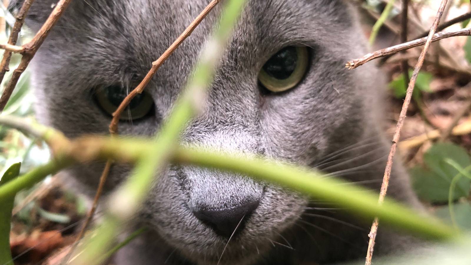 Should You Put an AirTag on Your Dog or Cat Collar?