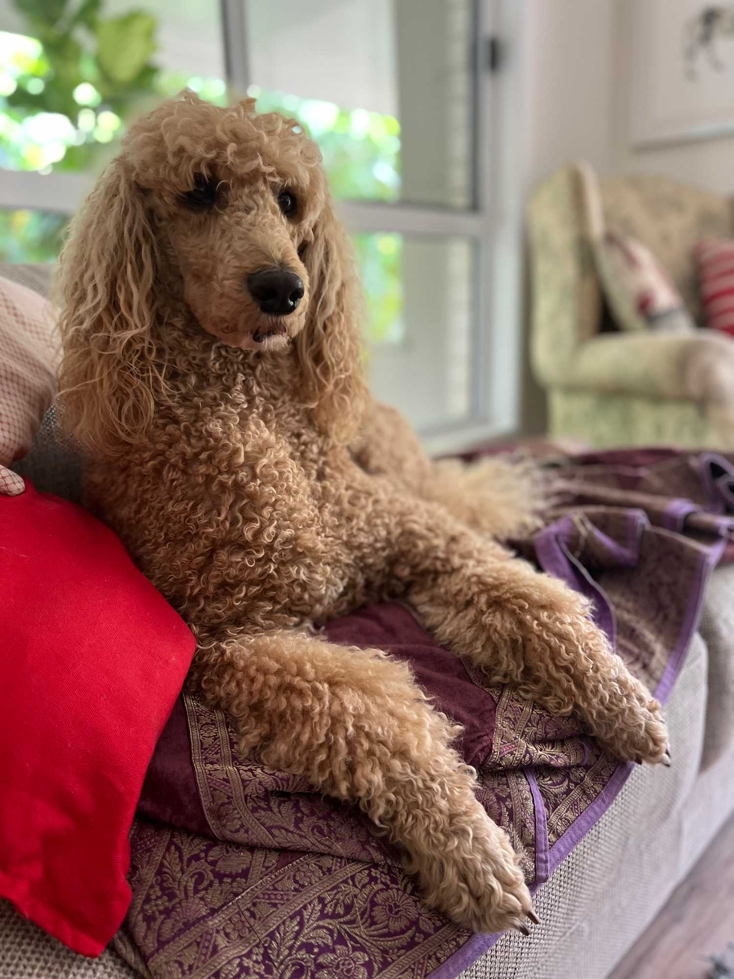 How to Shoot Portraits on Your iPhone Like a Pro