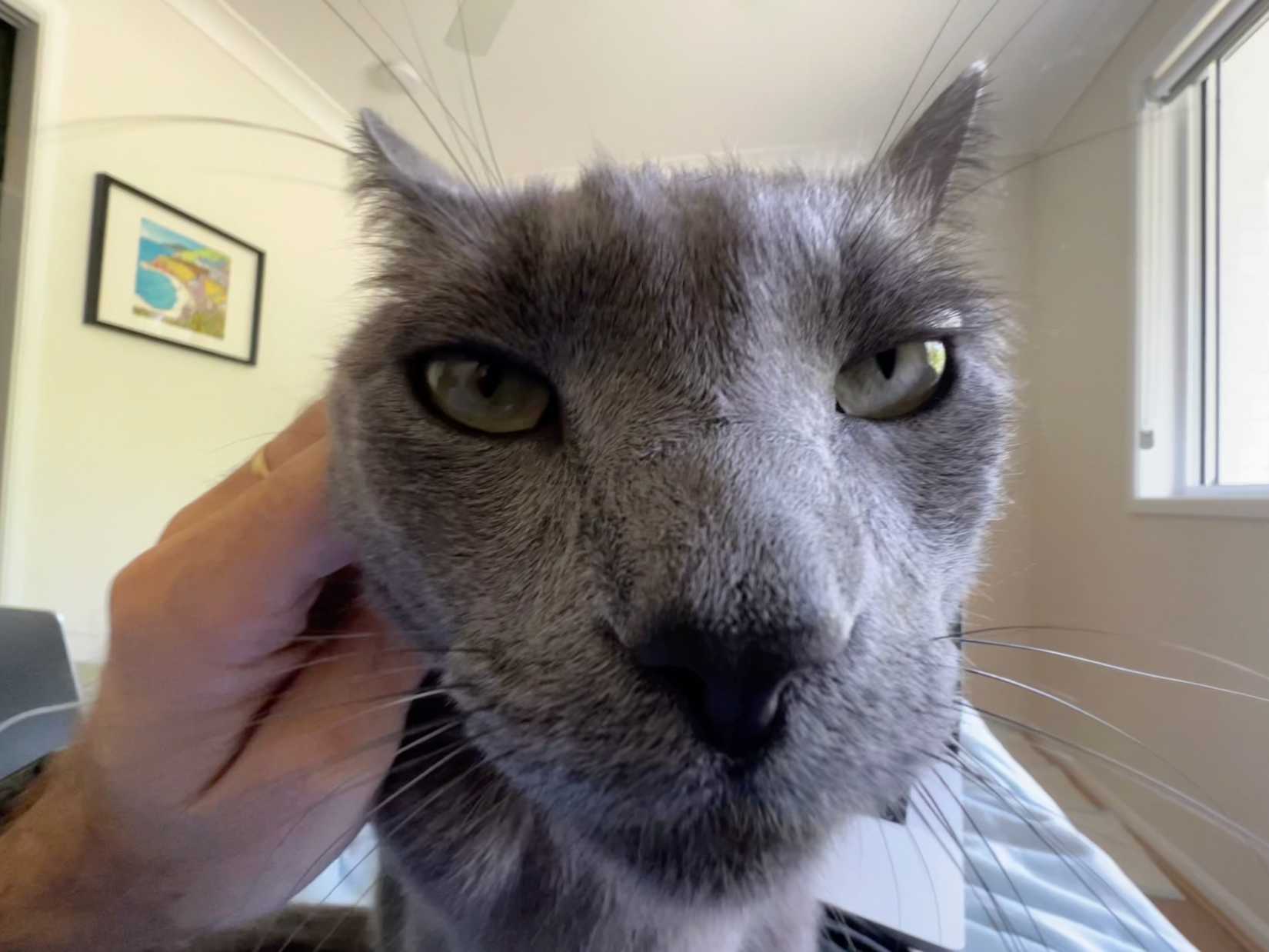 How to Shoot Better Pet Photos and Videos on Your iPhone