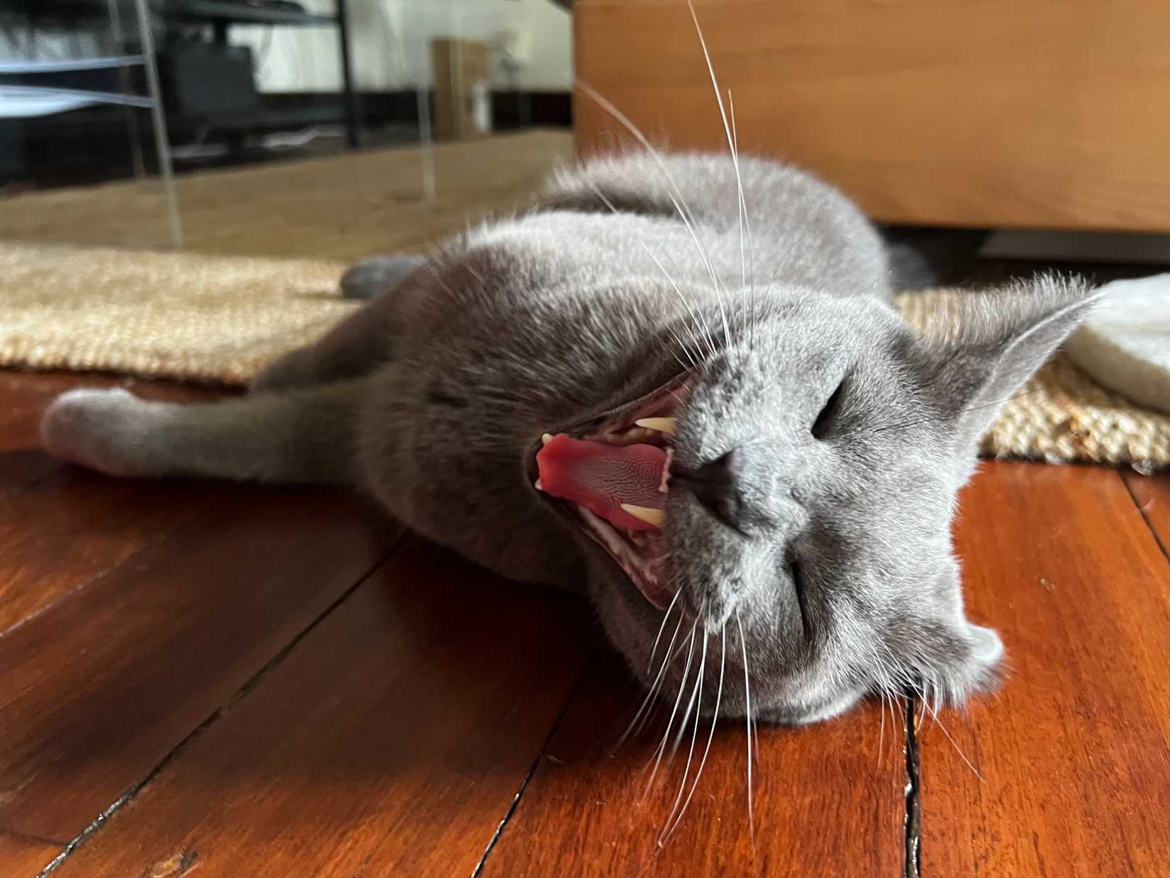 How to Shoot Better Pet Photos and Videos on Your iPhone