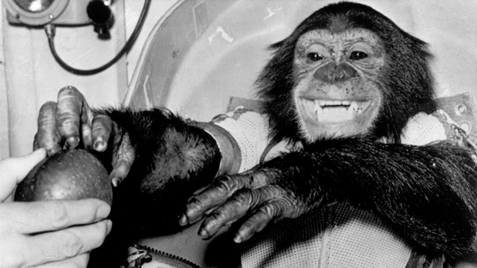 The Story of How Ham the Astrochimp Went to Space