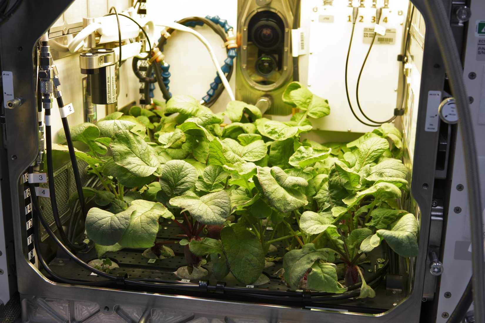 Even Astronauts Have to Eat Their Vegetables: How NASA Grows Plants in ...
