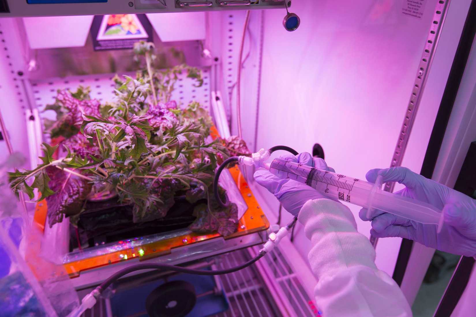 Even Astronauts Have to Eat Their Vegetables: How NASA Grows Plants in ...