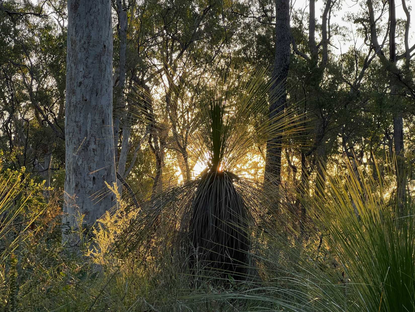 These Tips Majorly Improved How I Take Photos of Nature With My Phone