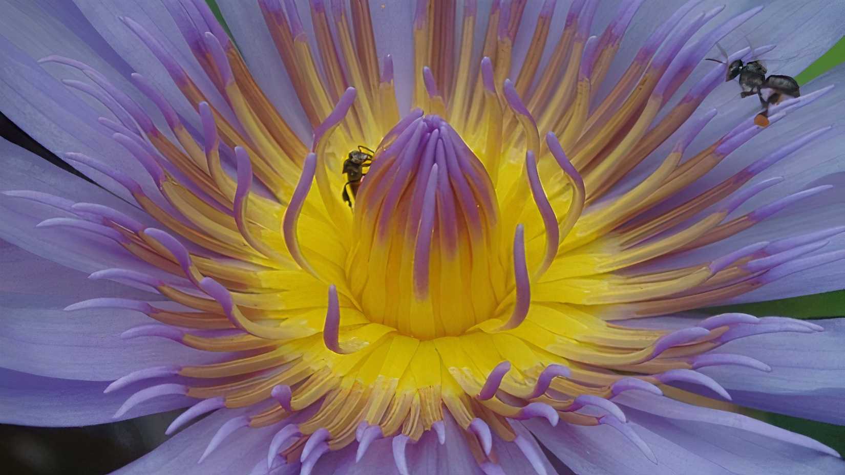 These Tips Majorly Improved How I Take Photos of Nature With My Phone
