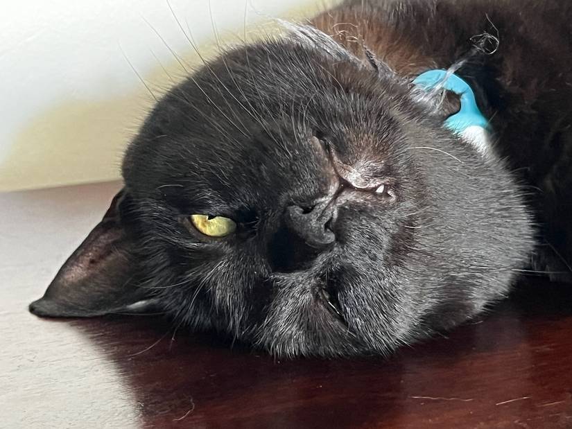 How to Avoid Disaster When a Cat Walks Across Your Keyboard