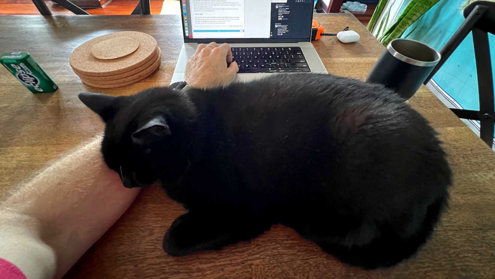 How to Avoid Disaster When a Cat Walks Across Your Keyboard