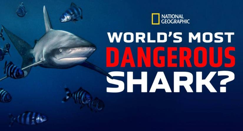 Best Shark Movies You Can Stream Now