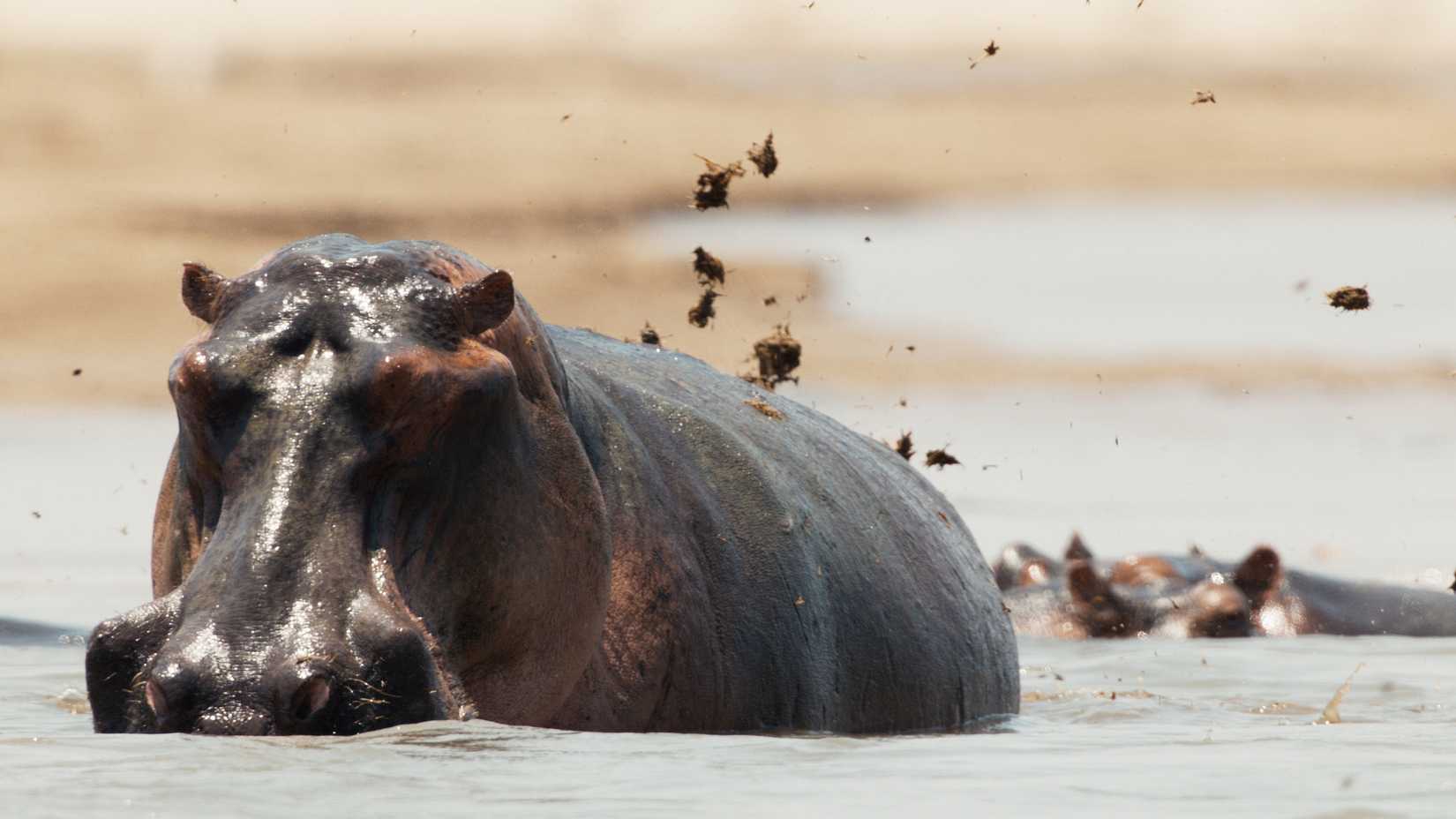 Ryan Reynolds Narrates Disney+’s Best Nature Show Yet