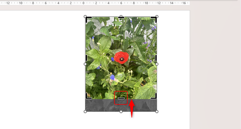 How to Crop Pictures in Microsoft Word, Excel, and PowerPoint