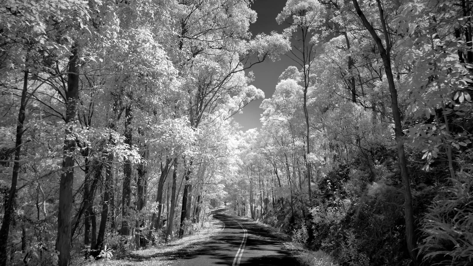 Here's how I shoot infrared photographs on my smartphone