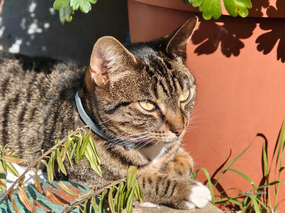 Nothing Phone (3a) Pro Review: How Does Nothing Keep Doing This?